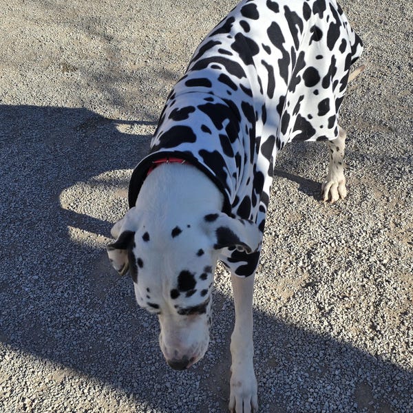 Great Dane Coats for Dogs, Extra Large Dog Pjs, Bull Mastiff Dog ...