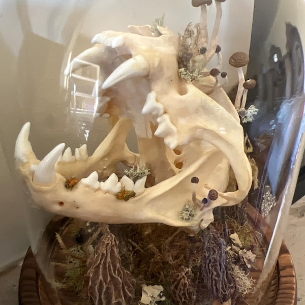 Giant Cicada & Empress Cicada Shadow Box Framed Quesada Gigas ...