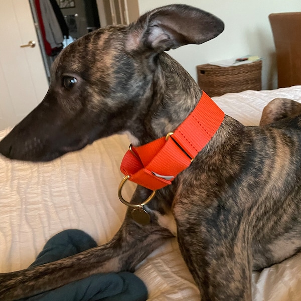 Emerald 'atacama' Whippet Greyhound Italian Lurcher Sighthound ...