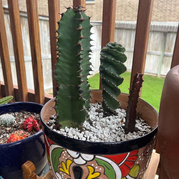 Rooted Chocolate Drop Euphorbia Candelabra Tree - Etsy