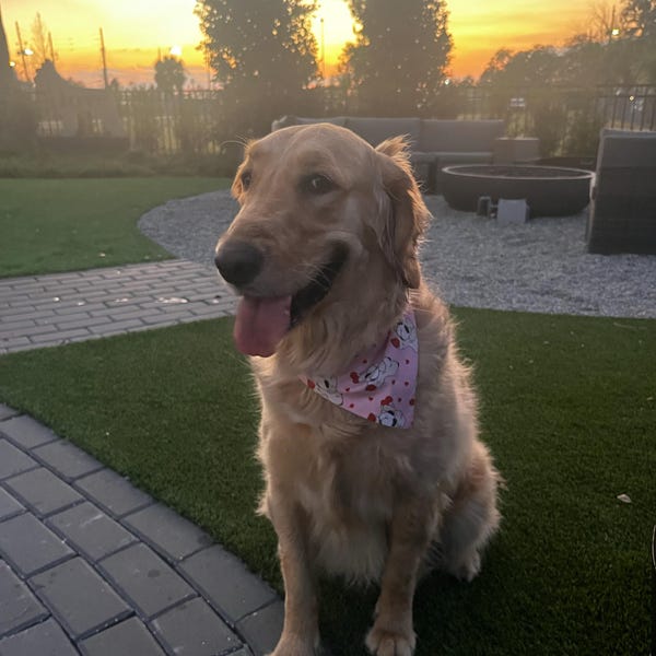 Orange Hearts, Flower Curved Neck Snap on Dog Bandana, Winter Pet ...