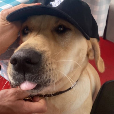 I Wasn't Born to Be A Sheep T-shirt F Joe Biden USA FU46 - Etsy