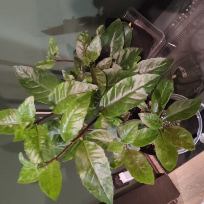 Siling Labuyo RARE Filipino Chili Pepper Seeds Free Shipping the ...