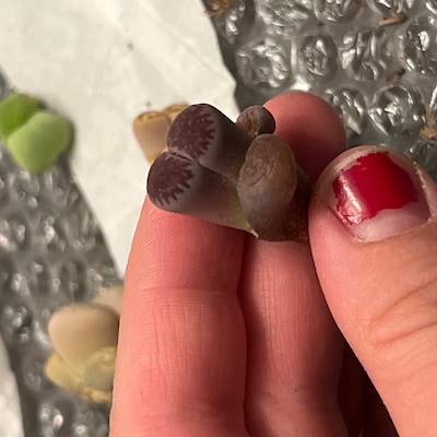 Plant 1 Lithops Pseudotruncatella C187 - Etsy