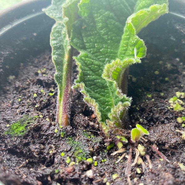 Streptocarpus or Cape Primrose “riushele” Plant With Bud - Etsy