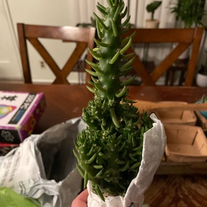 2, 4, 6 Pot of Eve's Pin Needle Cactus - Etsy