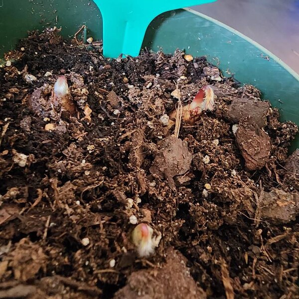 Dracaena Draco 'dragon Tree' Seeds exotic Tropical Foliage Plant Seeds ...