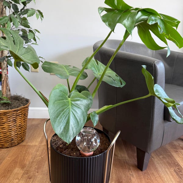 9CM TURQUOISE Plant Watering Globe, Sip Squad Stem Filled Spring Globe ...