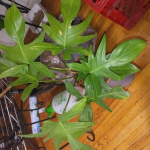 Siling Labuyo RARE Filipino Chili Pepper Seeds Free Shipping the ...