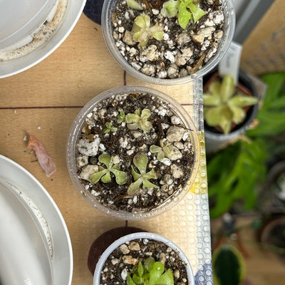 Pinguicula moranensis Var. Alba molongo X - Etsy