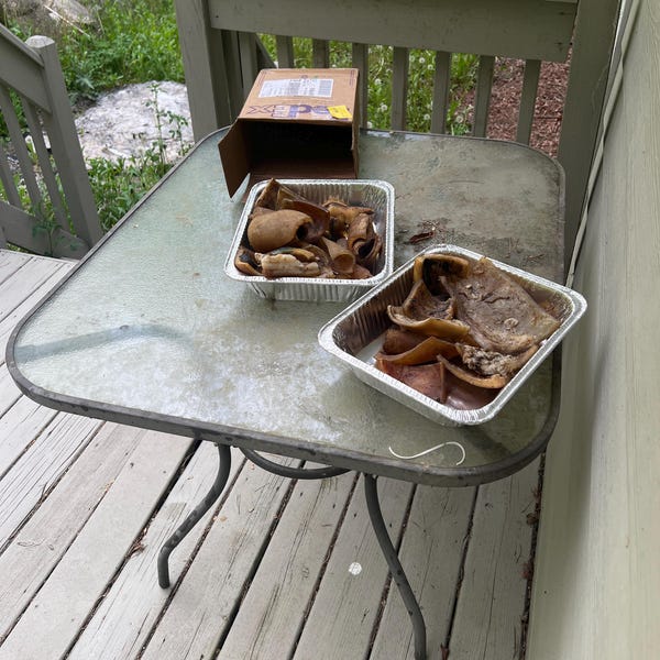 Peppered Snails/igbin Alatasuesue/snails - Etsy