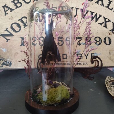 CYNOPTERUS SPHINX Hanging Real Bat Taxidermy Fast Ship - Etsy