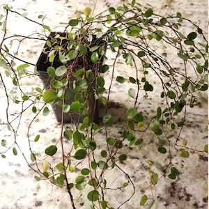 Variegated Scented Geranium Topiary 6 Pot Braids and - Etsy