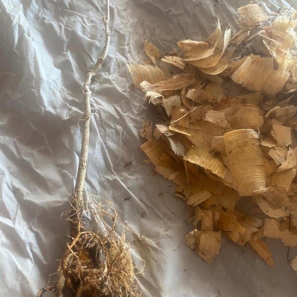 Wild Male Che Tree 1-2 Year Old Plant, Cudrania Tricuspidata - Etsy