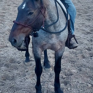 Rope Halter & Mecates Natural Horsemanship Hackamore 21 Colors 2 or 4 ...