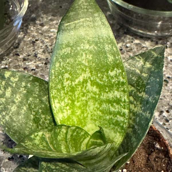 Fittonia Strawberry Blossom - Nerve Plant - Easy Plants - Beginner ...