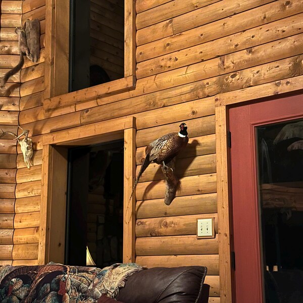 Cowboy Bandit Taxidermy Squirrel Western Country Finger Guns - Etsy