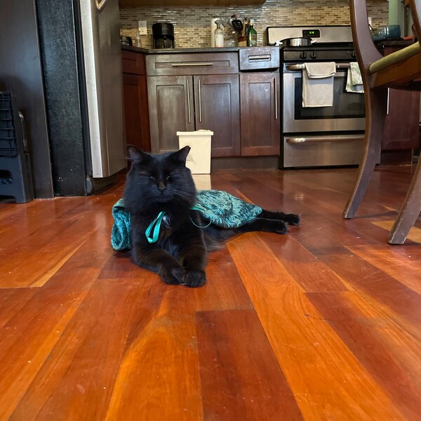 DOG Cape With Hood - Etsy