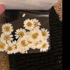 Mini Daisy Pressed Flowers Pack of 25 1/2 7/8 Inch Diameter Yellow ...