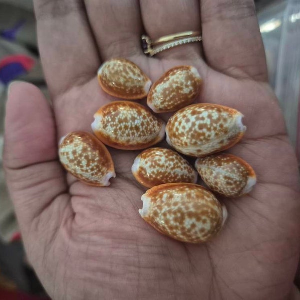 320mm (12.6") | Triton Trumpet Charonia NICE Colour| Perfect for ...