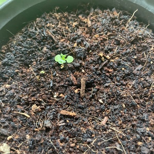 Medicinal Toothache Plant Seeds, Organic Bullseye Natural Sore Throat ...