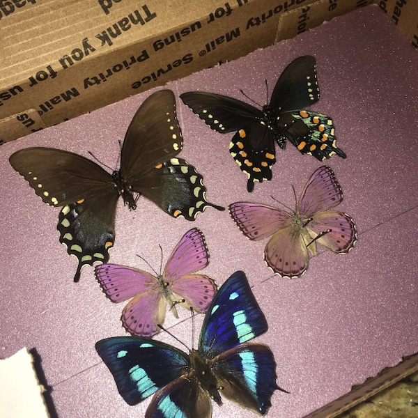 Crenis Pechueli RECTO Pink Purple Butterfly Africa - Etsy