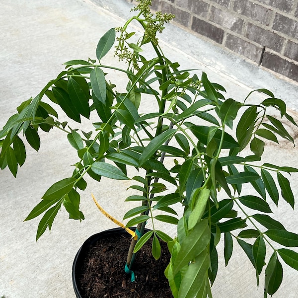 June Plum Dwarf, Ambarella Fruits, Jewel Plums in 10" Pot, Kedondong ...