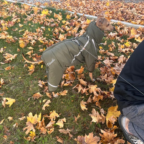 Dog Winter Clothes - Bright Overall - Snowsuit - Dog Full Body Suit ...