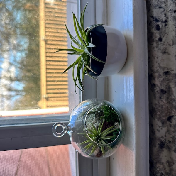 Mini Orb Terrarium Kit - Etsy