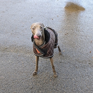 Tweed Greyhound Whippet Ginger Ted Tweed Greyhound Whippet | Etsy UK