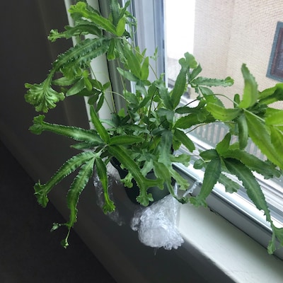 Flowerpotnursery Moonlight Fern Cretan Brake Fern Pteris Cretica Mayii ...