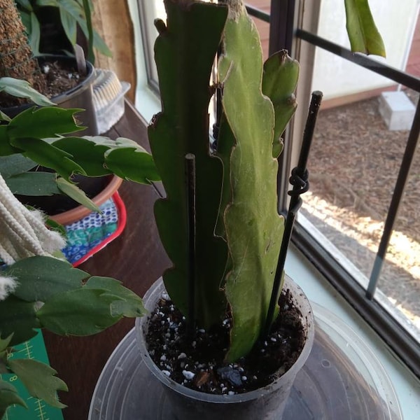 German Empress Epiphyllum 1 Cutting disocactus Phyllanthoides 6 8 ...