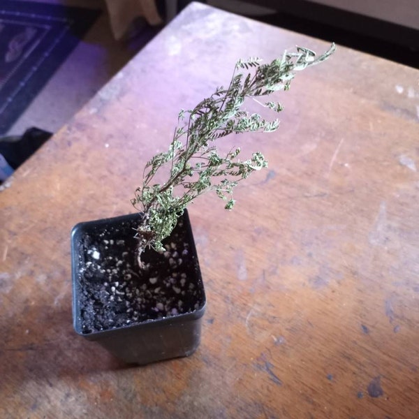 Texas Ebony, Native Texas Tree Seeds and Seedlings: Ebenopsis Ebano ...