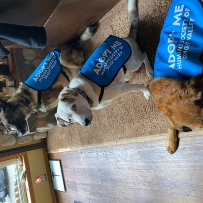 5-pack Adopt Me Dog Jackets Vests With GROUP NAME or WEBSITE - Etsy