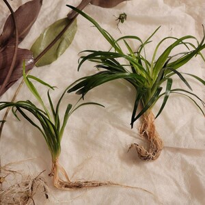 Bucephalandra Akantha Live Aquarium Plant - Etsy