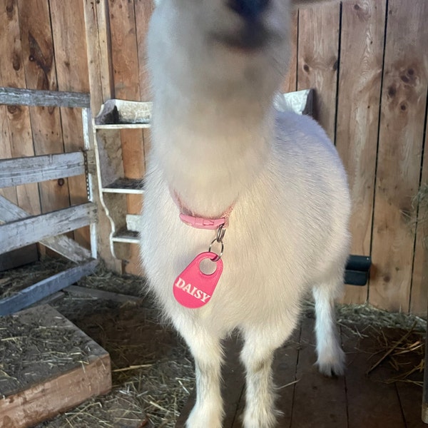 Custom Goat and Sheep Collar Tags - Etsy