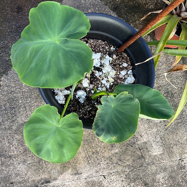 Wolf Bean, Lupine, Lupini Bean Packet; Flower & Vegetable - Etsy