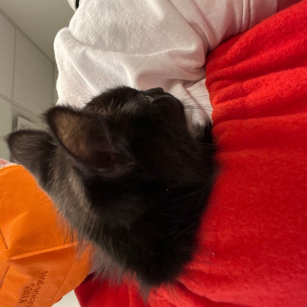 Ratoob, Dark Gray - Etsy