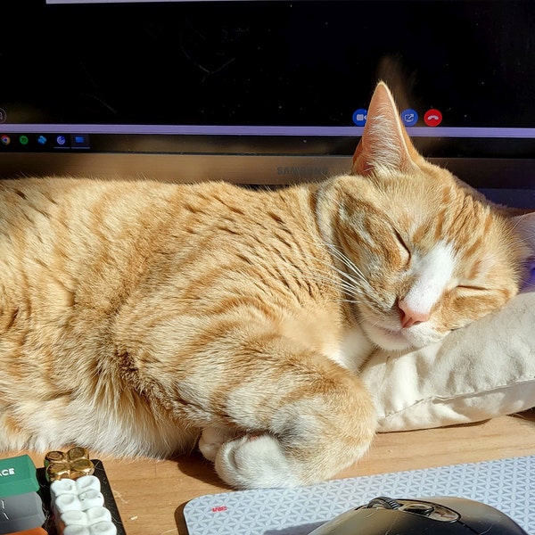 Nido Cat Bed Covers - Etsy