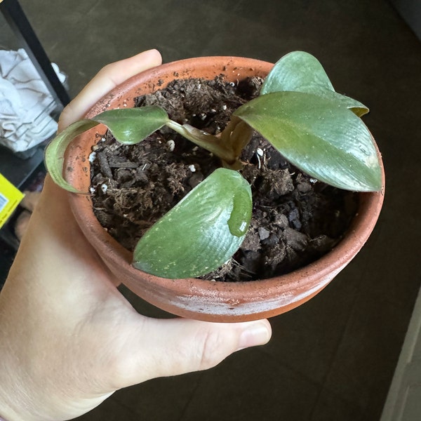 Philodendron Royal Queen Starter Plant ALL STARTER PLANTS Require You ...