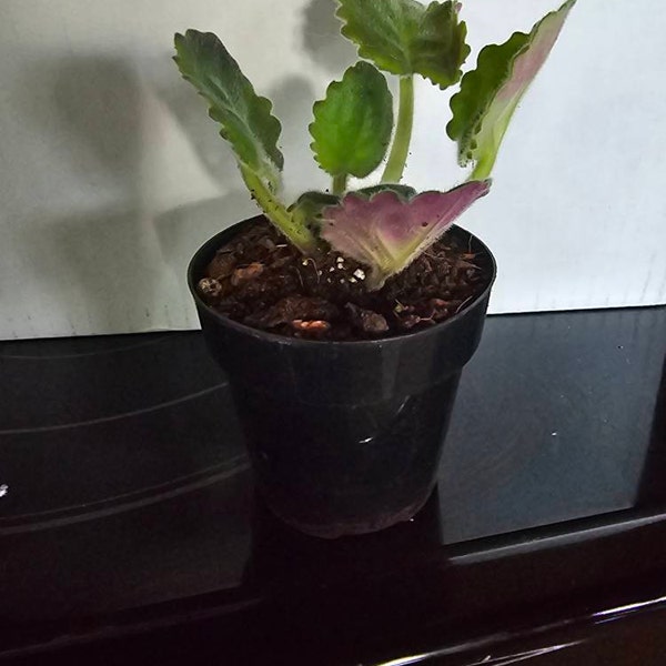 Kei Yoki African Violet Starter Plant (ALL PLANTS Require You to ...