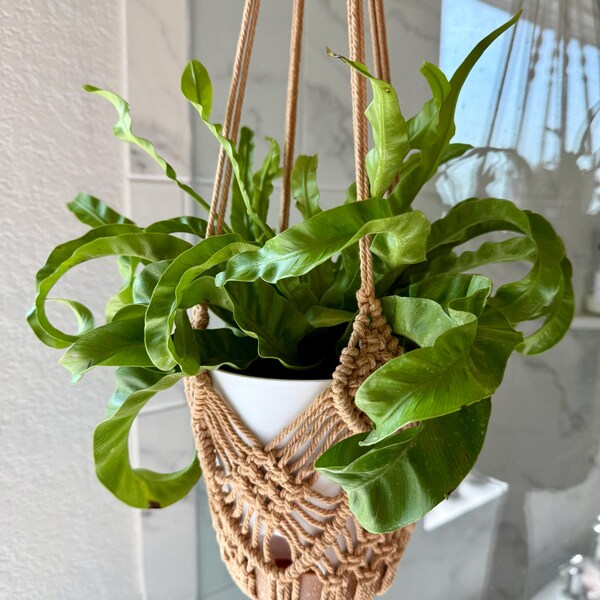 Marcus Pumpkin Avocado Tree , “cold Hardy” Grafted in 3 Gallons Pot, No ...