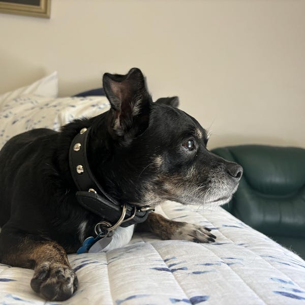 Leather Dog Collar, Personalized Name Plate, Bucket Studded Leather Dog ...