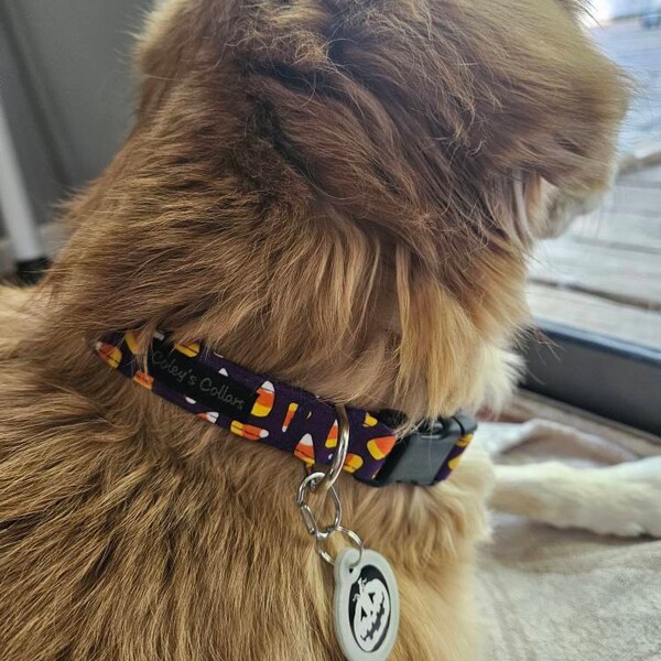 Rifle Paper Co. Dog Collar, Dog Collars, Floral Dog Collar, Girl Dog ...