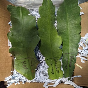German Empress Epiphyllum 1 Cutting disocactus - Etsy