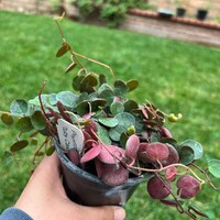 Peperomia 'ruby Cascade' 4 Grower's Pot - Etsy