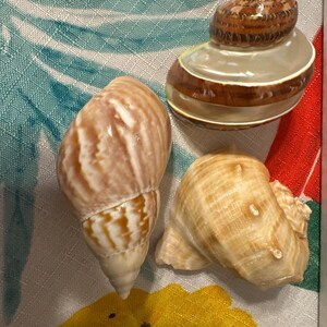 Rare Cornutus Turbo Hermit Crab Shell With a 1.75 Opening C3 - Etsy