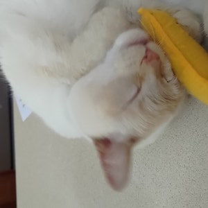 Pepperoni Pizza Slice Catnip Cat Toy Ready to Ship Gift for - Etsy