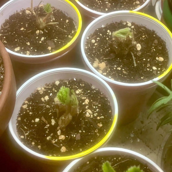 Cascade Harvest Red Raspberry- Very Large Firm Berries, Very Good ...