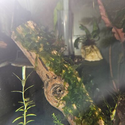 Organic Catappa Bark for Betta Fish, Shrimp Tropical Fish Freshwater ...